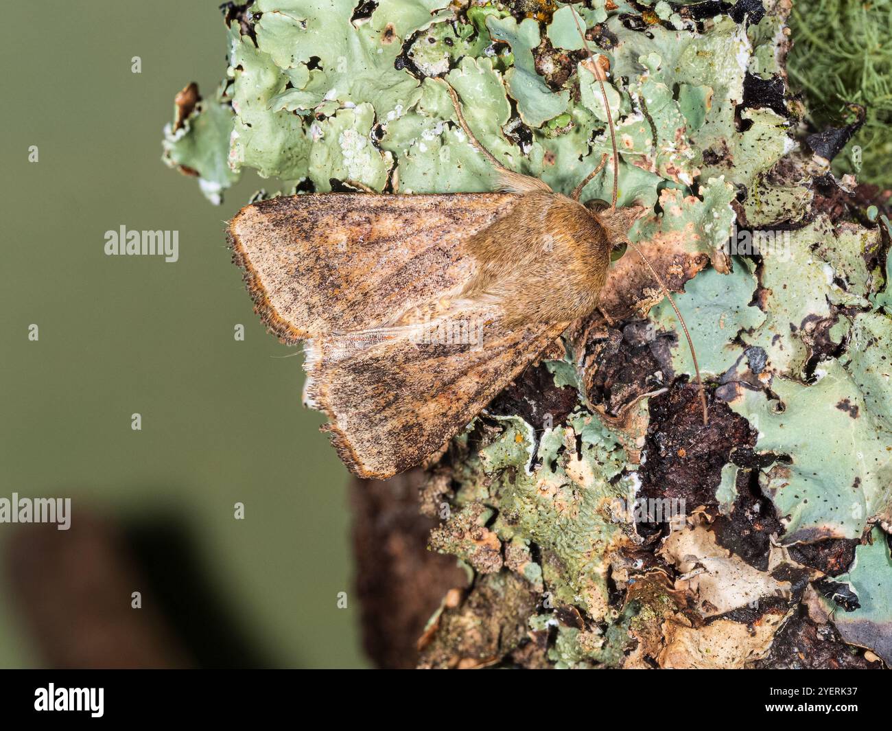 UK autumn flying migrant moth Helicoverpa armigera, Scarce Bordered ...