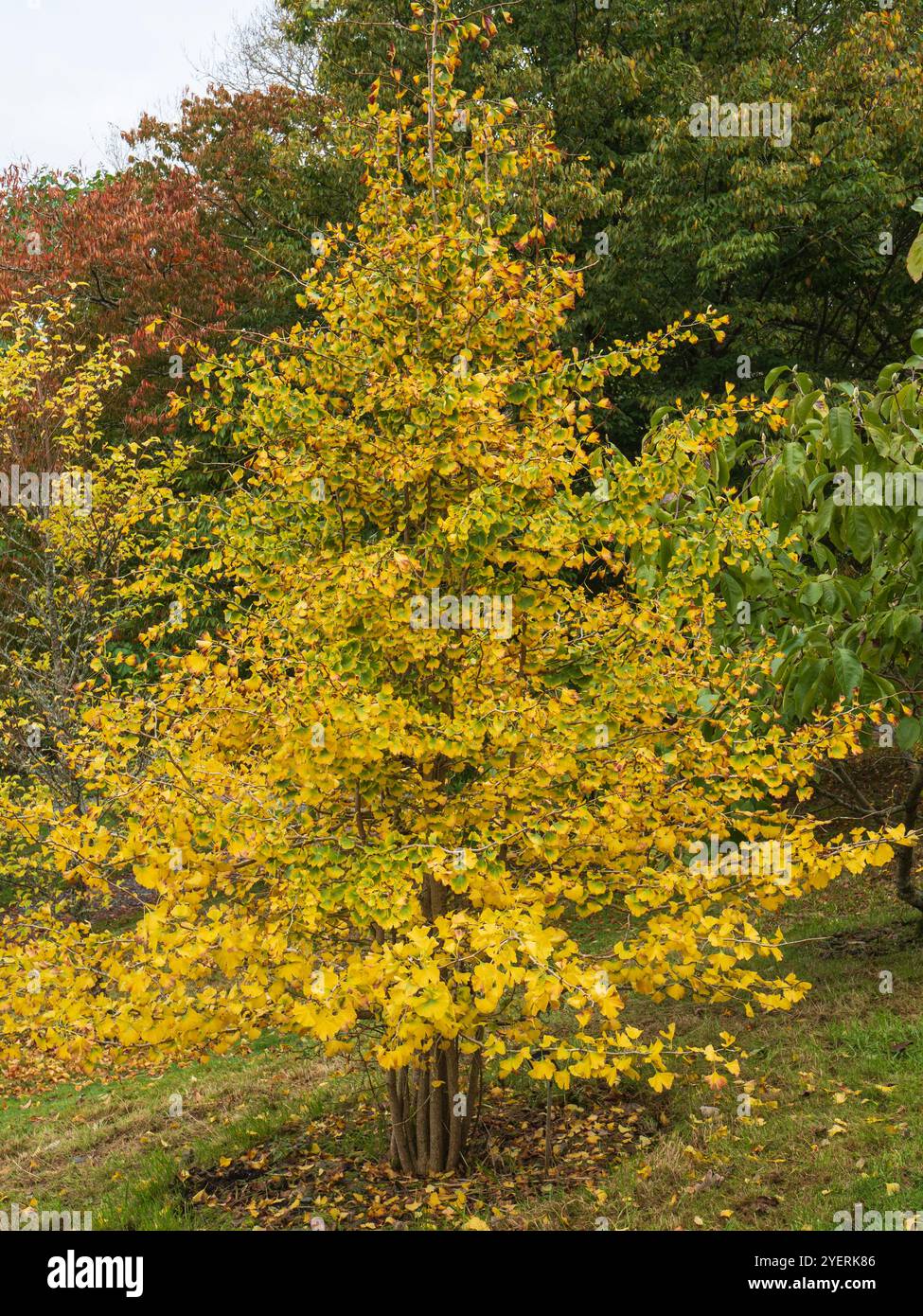 Gold tree hi-res stock photography and images - Alamy