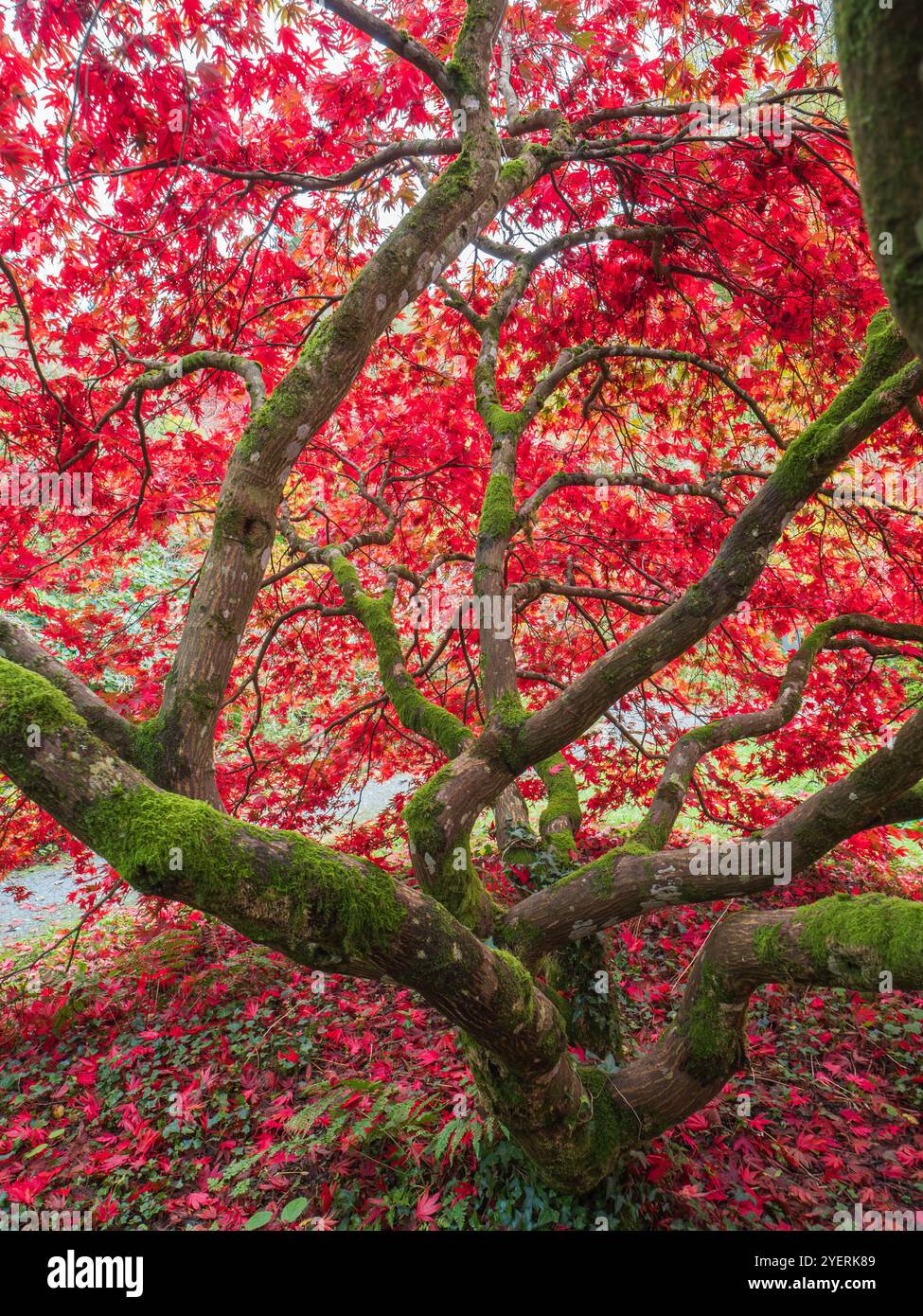 Backlit autumn leaves and tisted branches under the canopy of the hardy ...