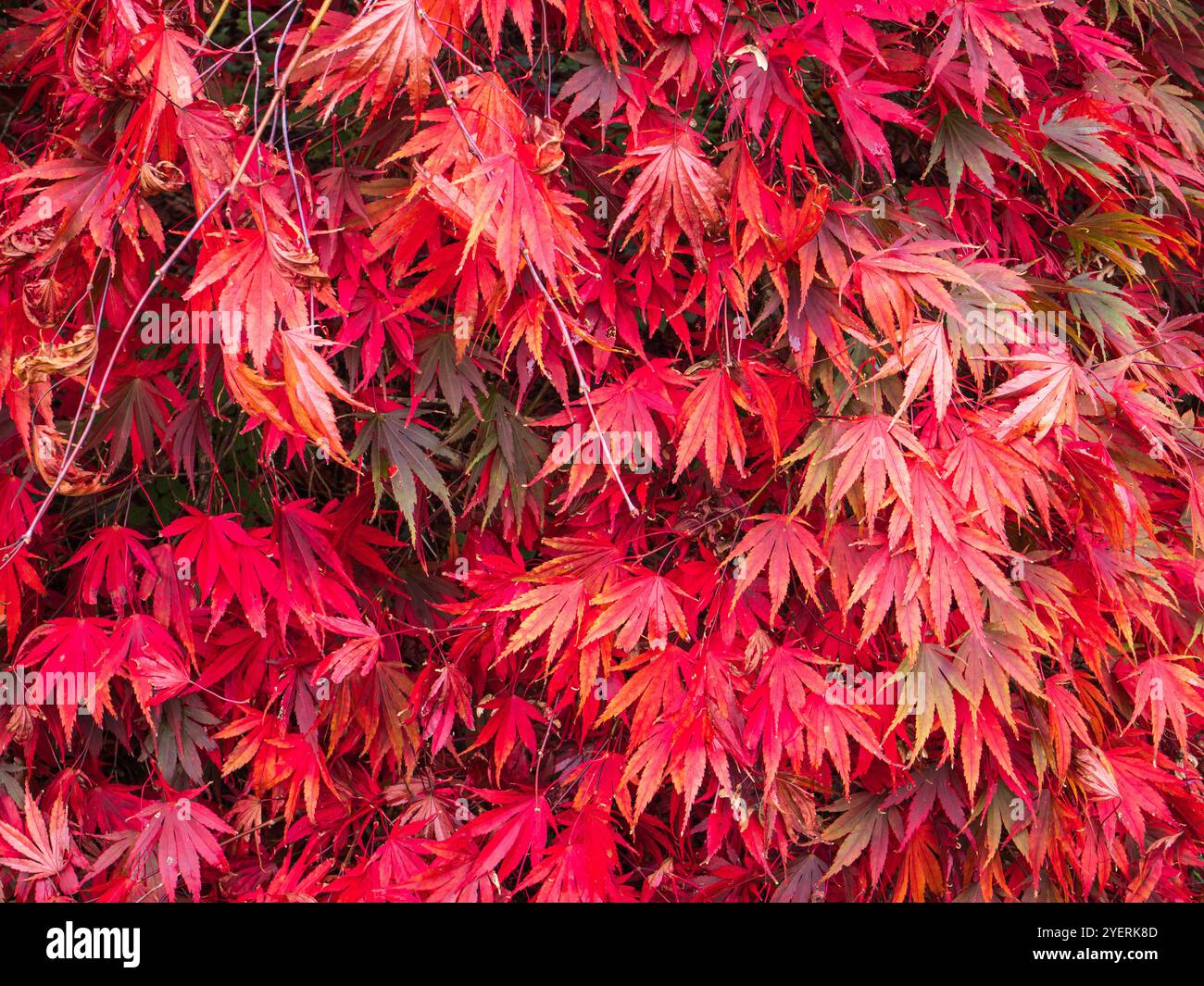 Red autumn foliage of the hardy Japanese maple, Acer palmatum ...