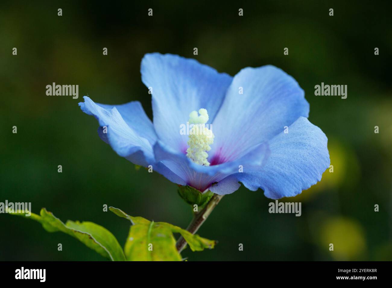 The blue flower of the Syrian hibiscus, also known as the Rose of ...