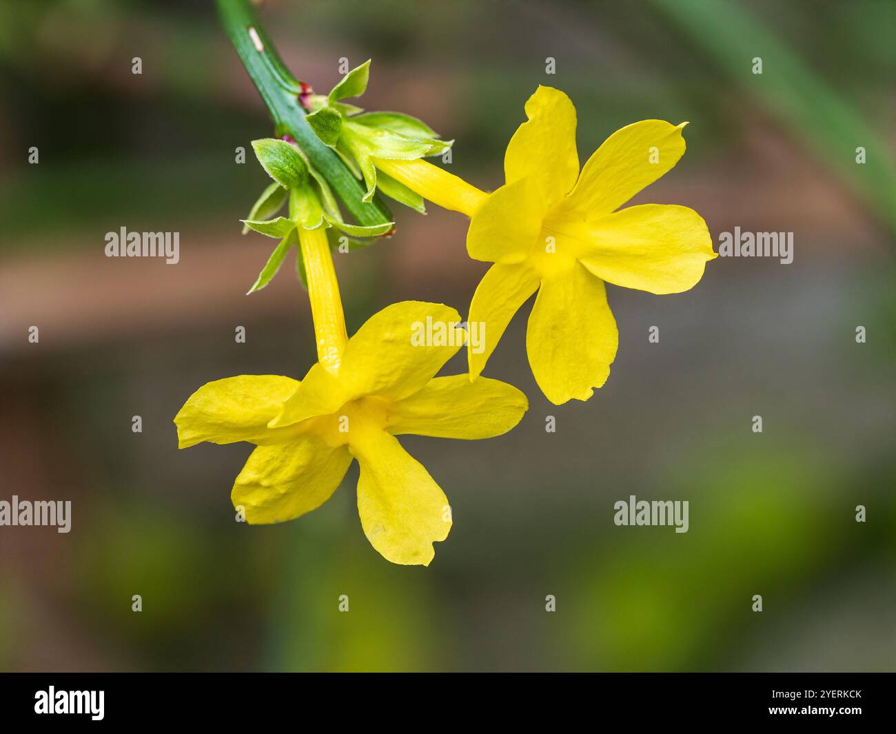 Single yellow autumn to winter flowers of the hardy, lax growing ...