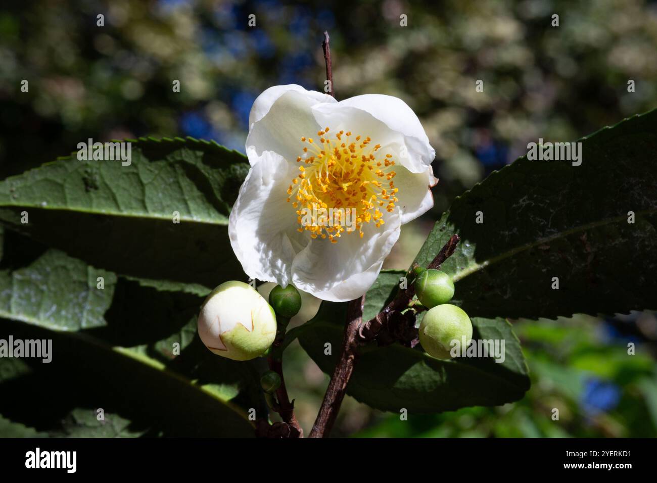 Close-up of white tea bush flowers, Chinese camellia on a blurry ...