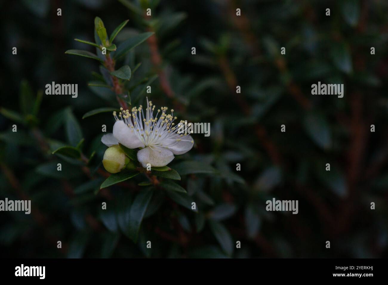 Branches with flowers of Myrtle (Myrtus communis) close up Stock Photo ...