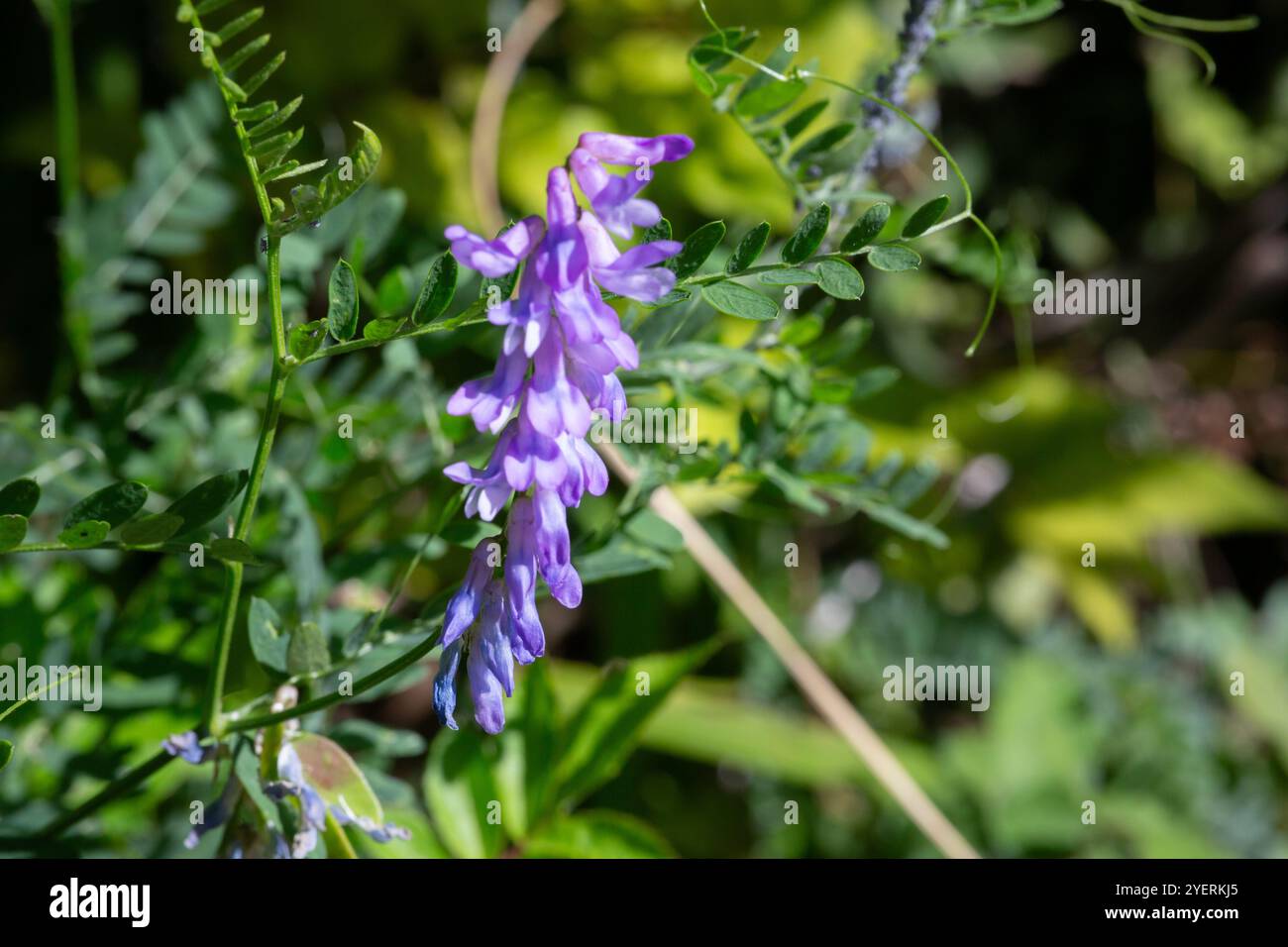 Vetch, vicia cracca valuable honey plant, fodder, and medicinal plant ...
