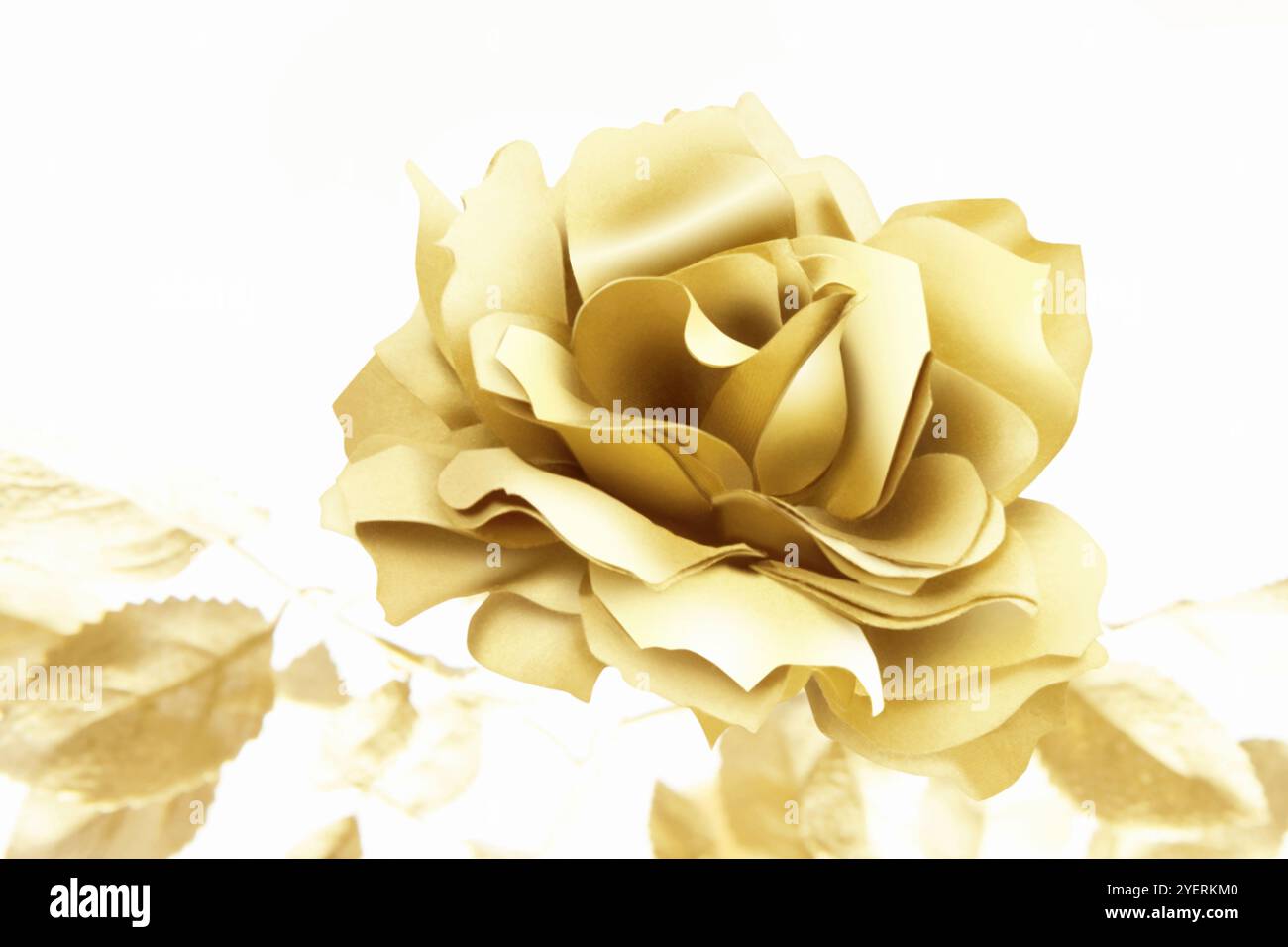 Gorgeous white rose hi-res stock photography and images - Alamy