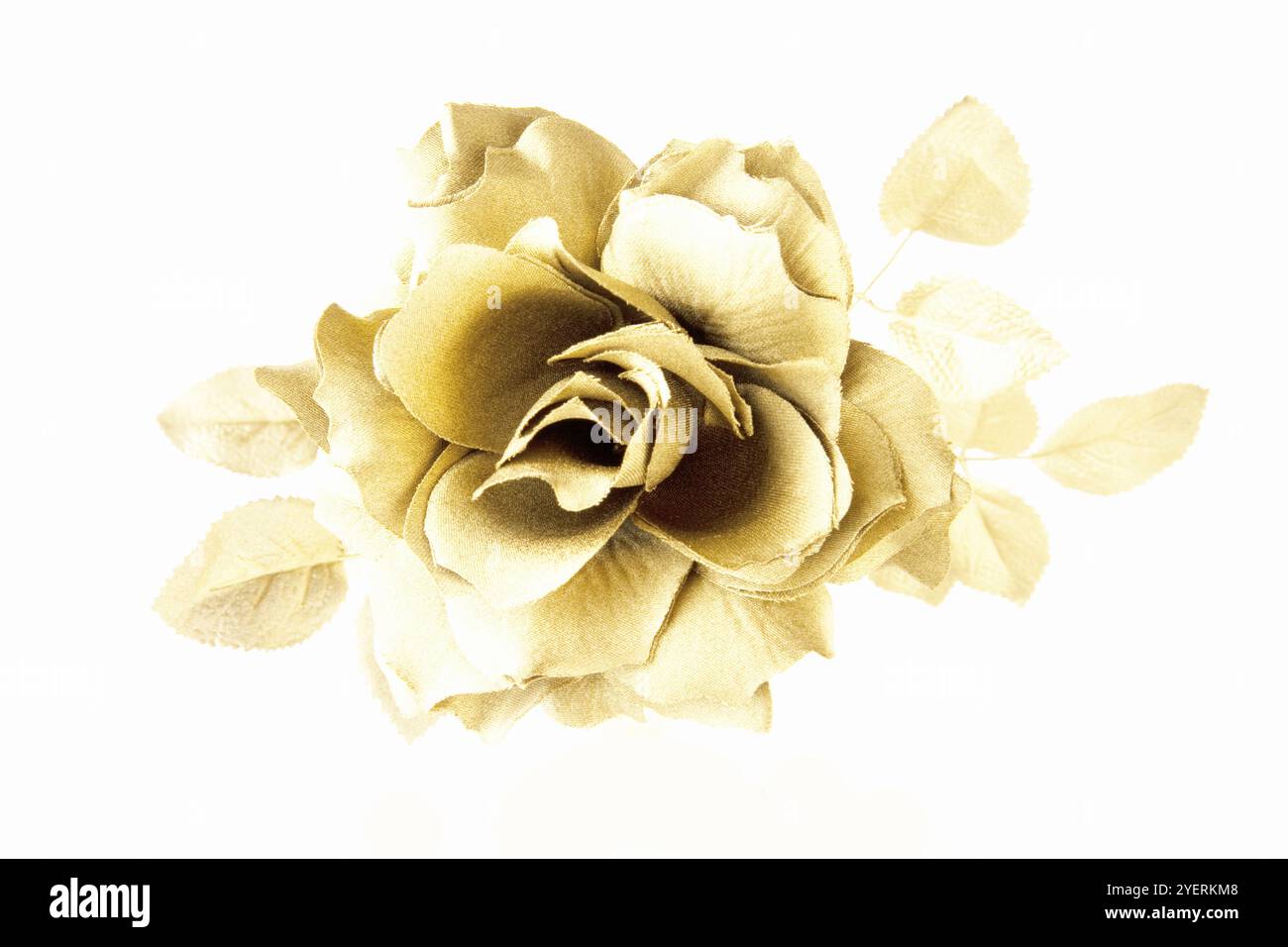 Gold roses Cut Out Stock Images & Pictures - Alamy