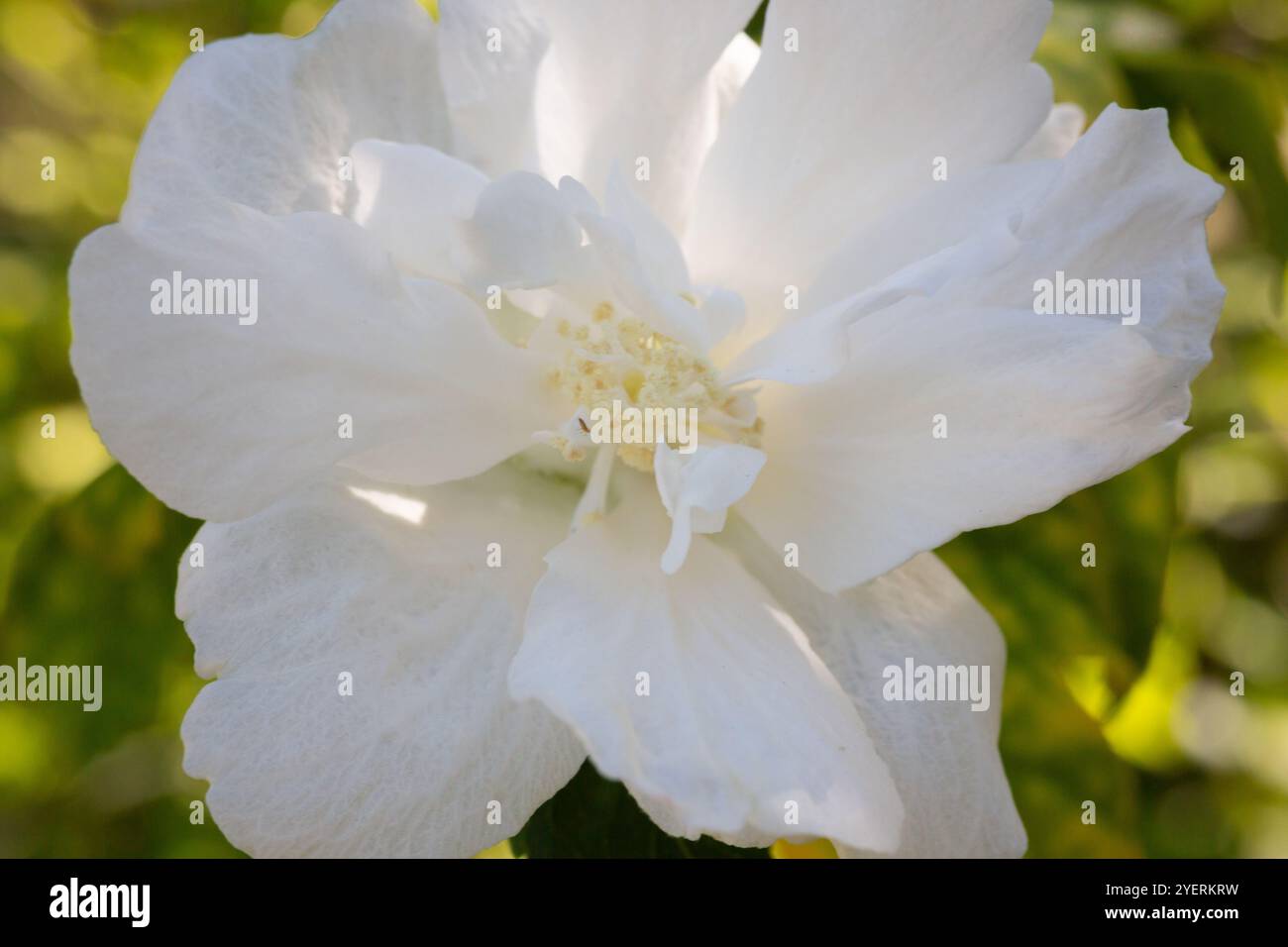 One white flower of hibiscus syriacus plant, commonly known as Korean ...