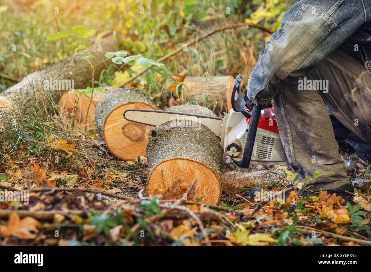 Worker's hands hold chainsaw to cut tree trunk. Autumn cutting of trees ...