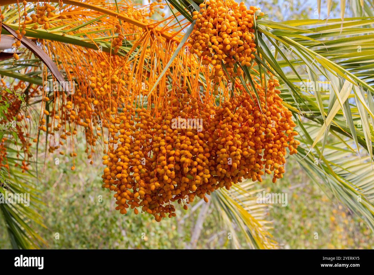 Golden yellow dates ripening on a date palm tree in afternoon light ...