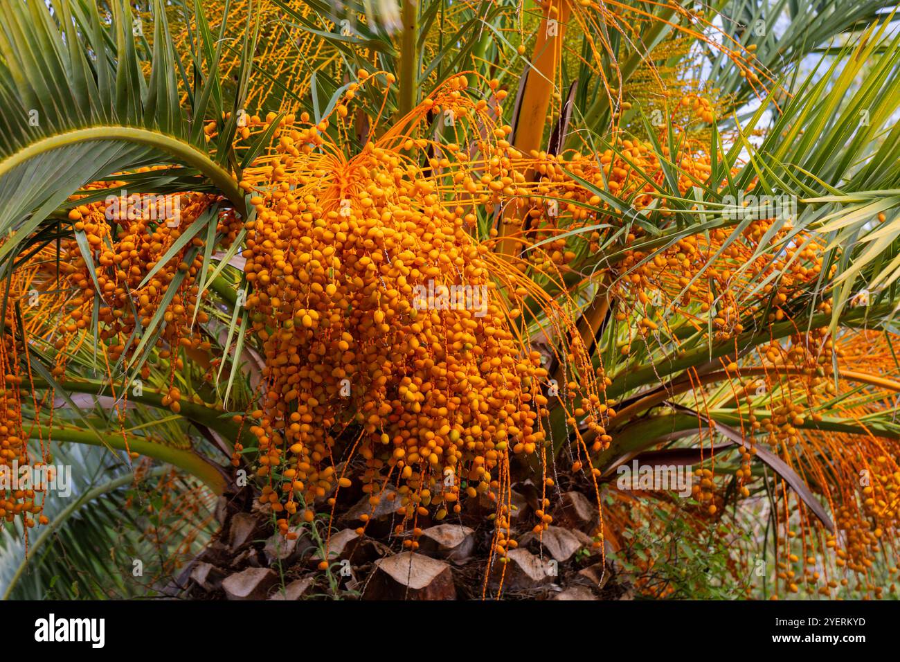 Golden yellow dates ripening on a date palm tree in afternoon light ...