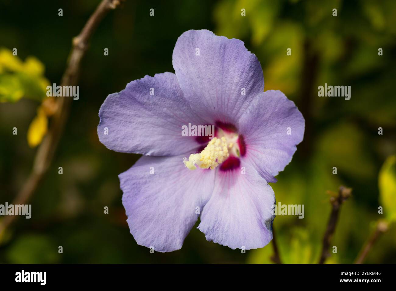 The blue flower of the Syrian hibiscus, also known as the Rose of ...