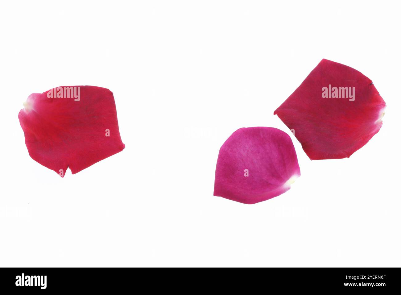 Back of petals hi-res stock photography and images - Alamy