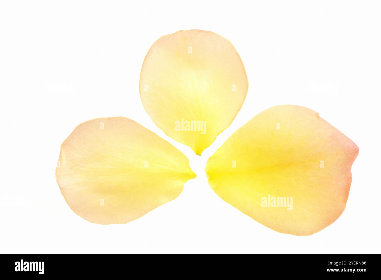 Texture petals Cut Out Stock Images & Pictures - Alamy