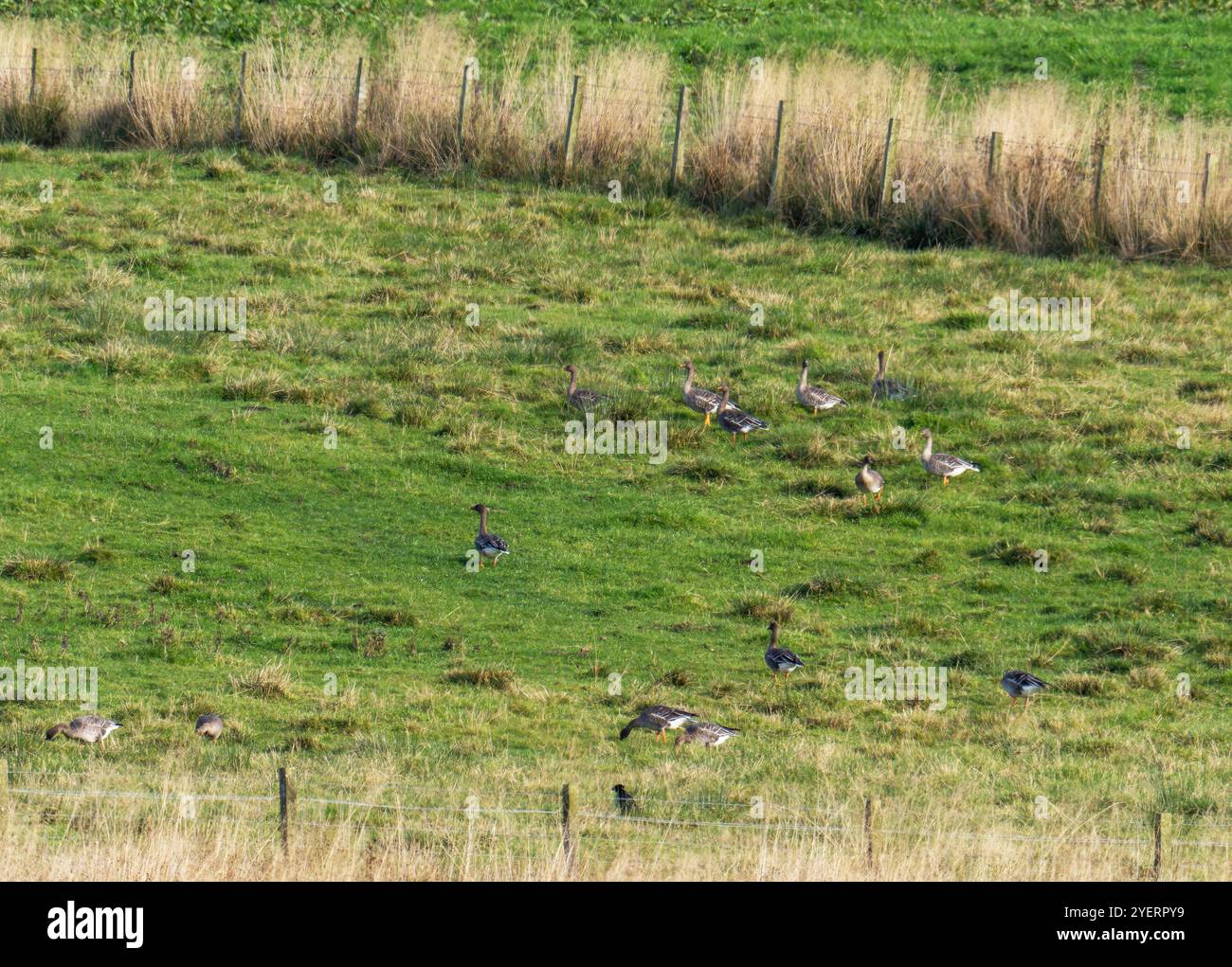 A flcok of Taiga Bean Goose, Anser fabalis on the Slamannan plateau in ...