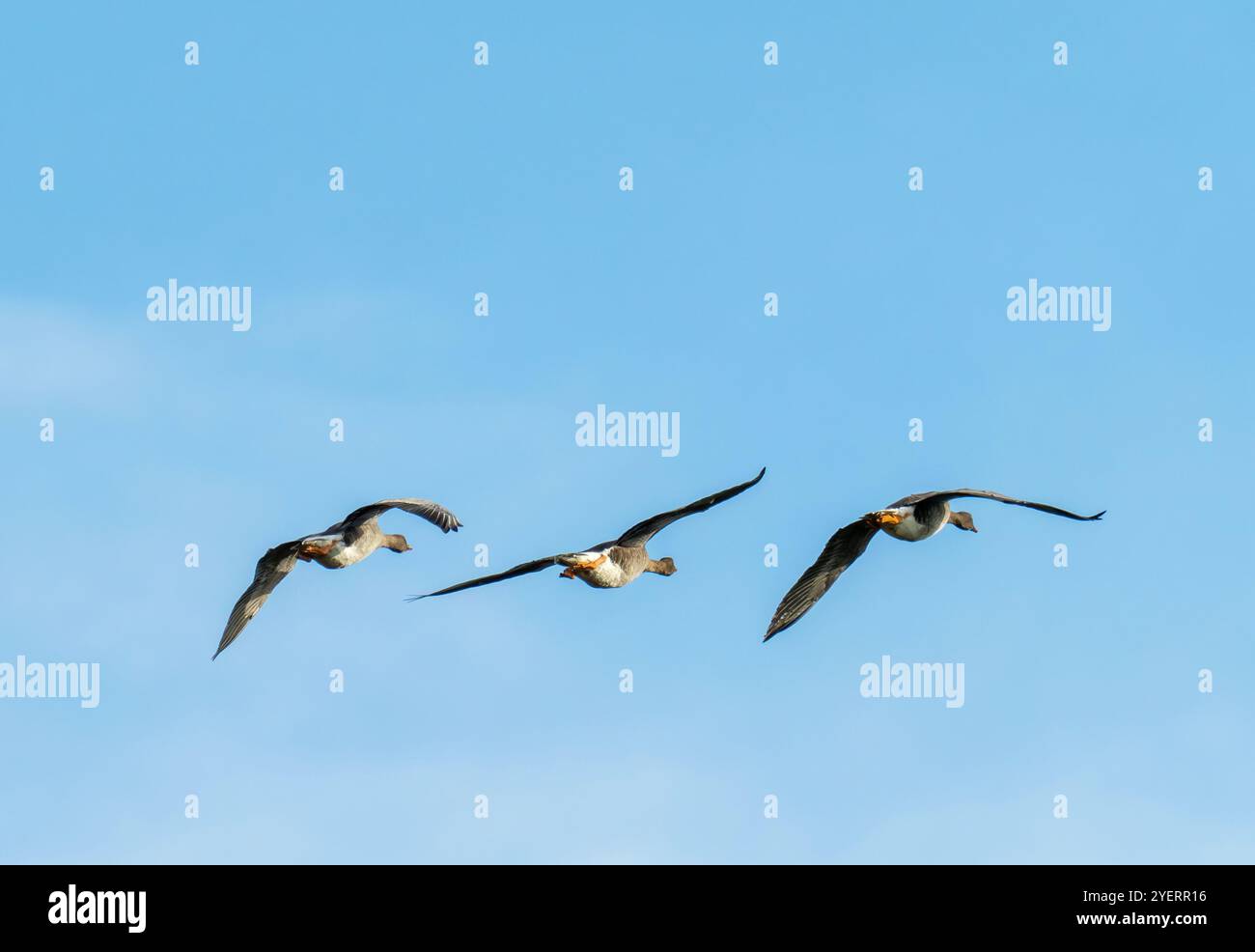 Taiga Bean Goose, Anser fabalis flying over the Slamannan plateau in ...