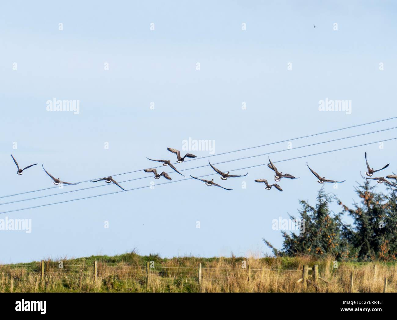 A flock of Taiga Bean Goose, Anser fabalis flying over the Slamannan ...