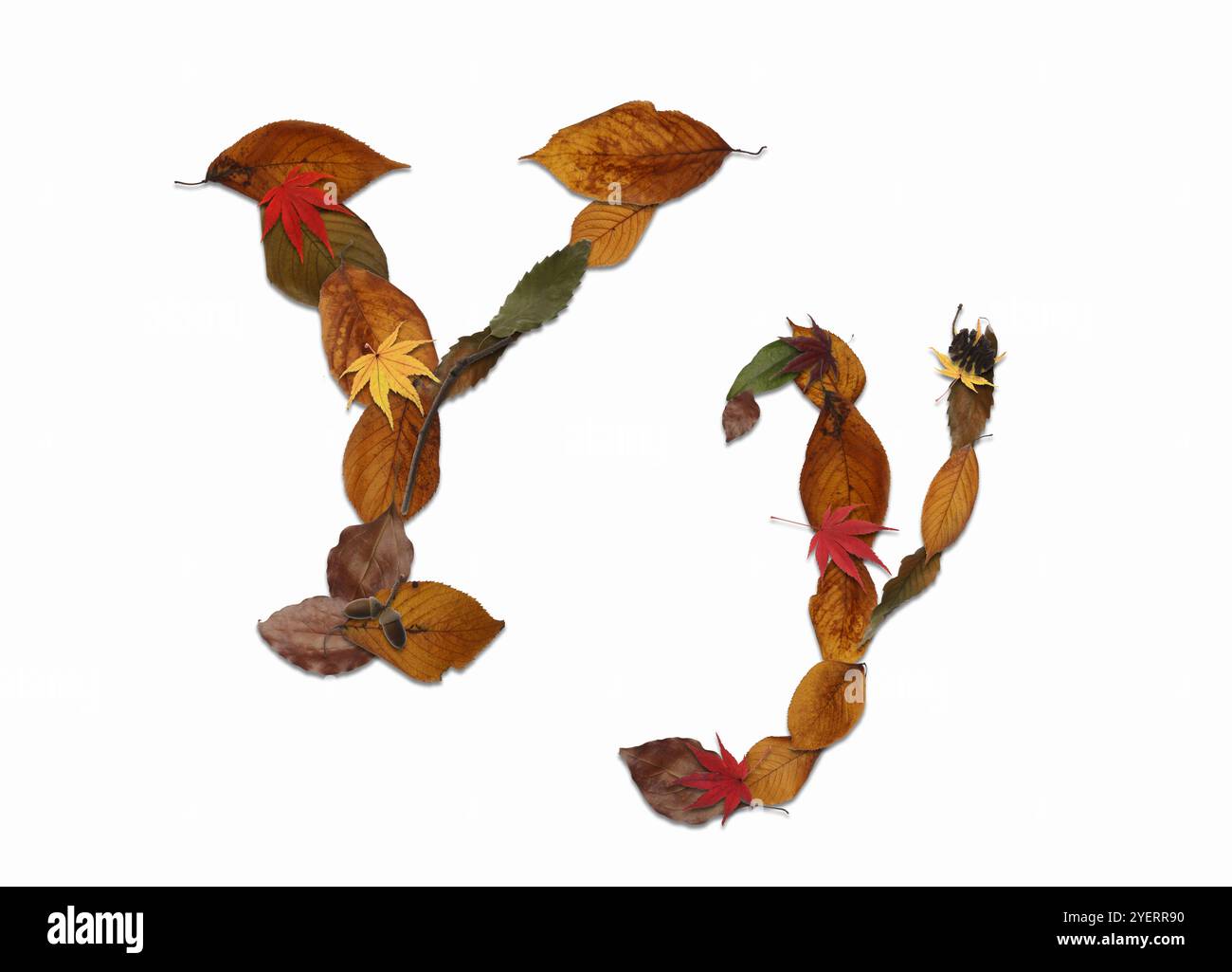 Letters on dead leaves, white background Stock Photo - Alamy