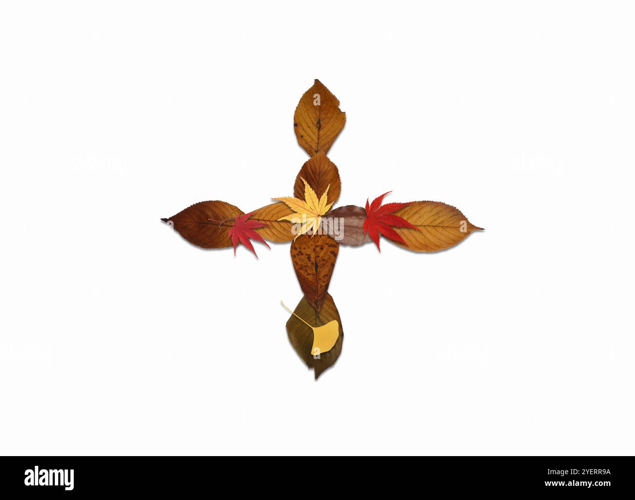 Letters on dead leaves, white background Stock Photo - Alamy