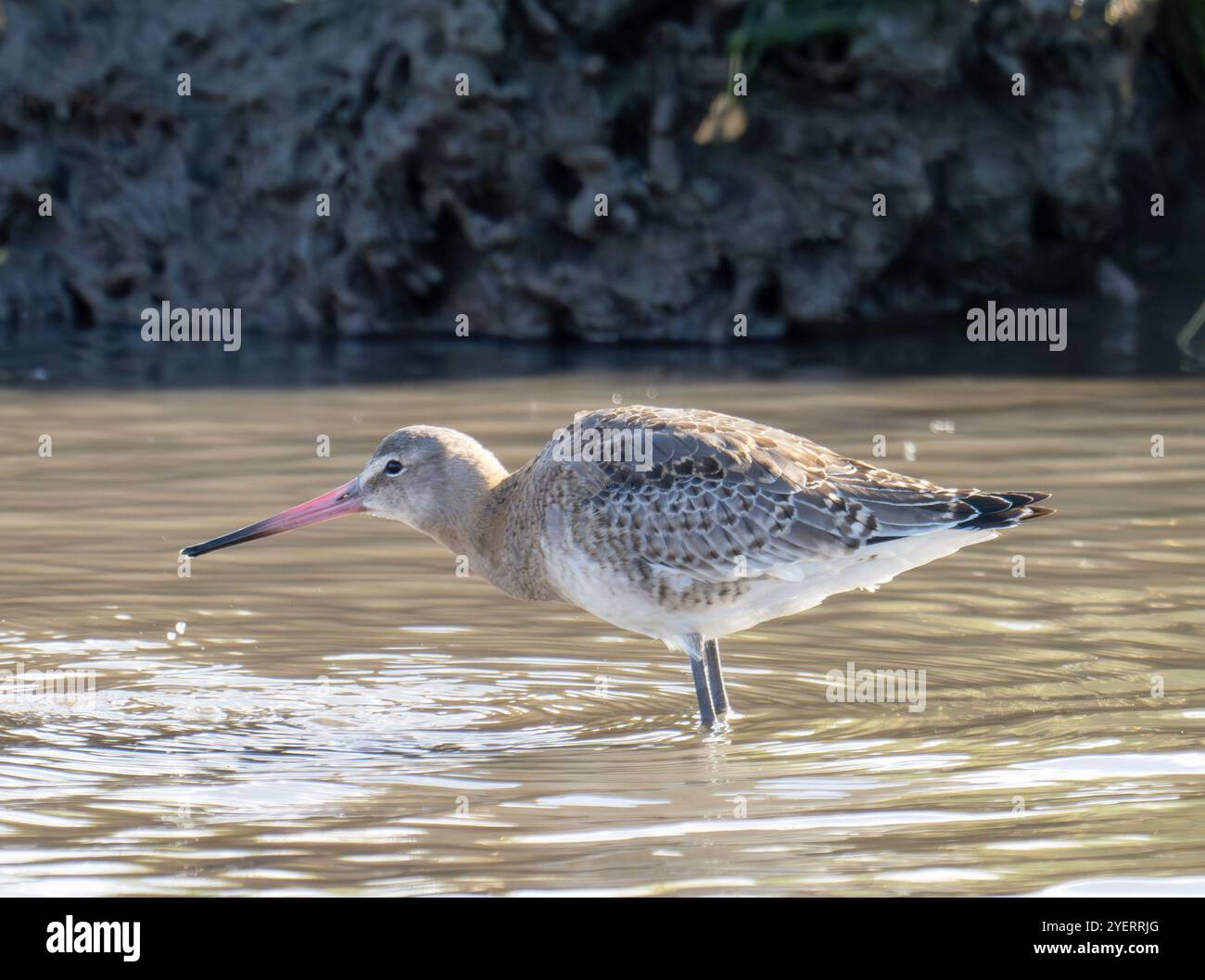Black Tailed Godwit, Limosa limosa on the Firth of Forth in Grangemouth ...