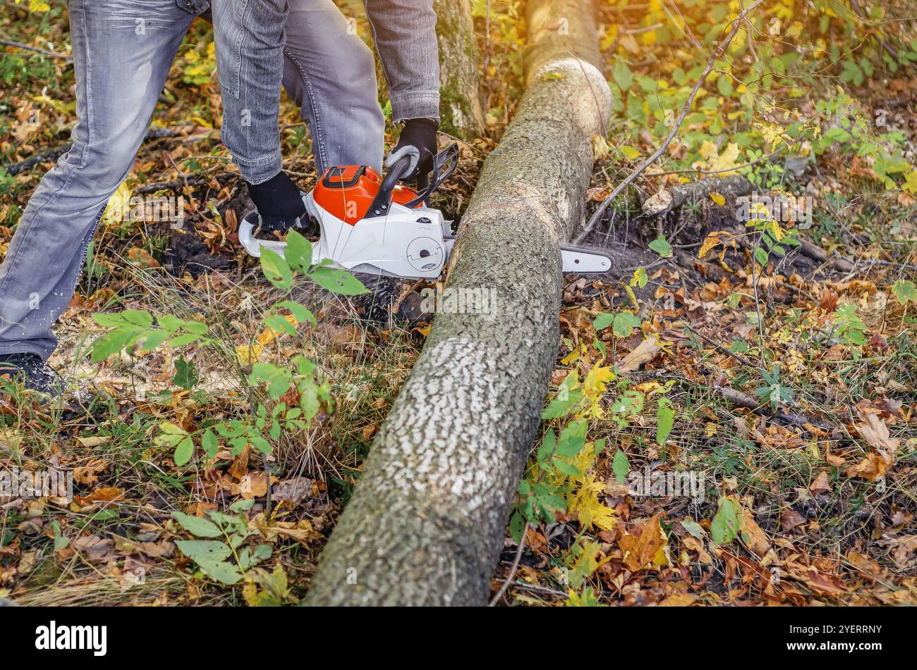 Seasonal thinning of parks, forests, gardens. Man cuts tree trunk with ...