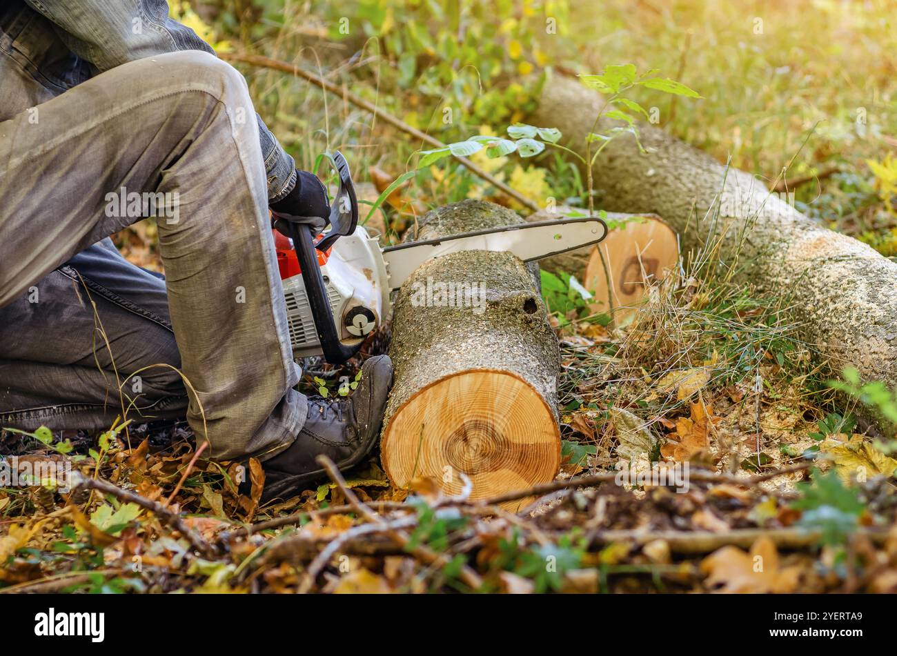 Seasonal thinning of parks, forests, gardens. Man cuts tree trunk with ...