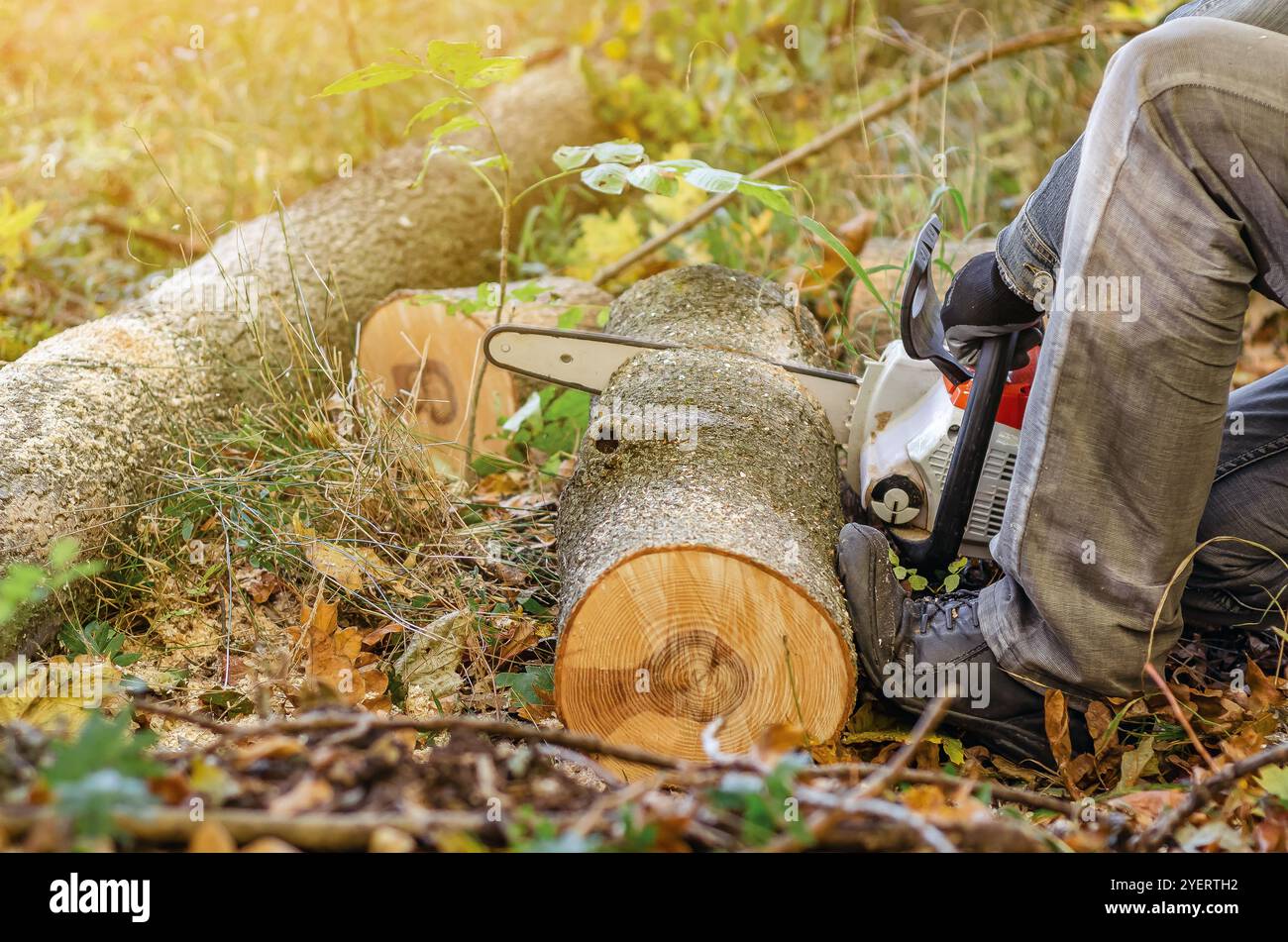 Man cuts tree trunk with chainsaw. Autumn thinning of parks, forests ...