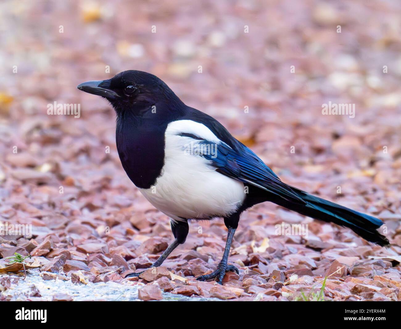 Magpie, Pica pica in Falkirk, Scotland, UK Stock Photo - Alamy