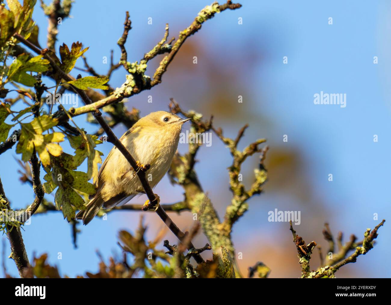 A Goldcrest, Regulus regulus in Ambleside, Lake District, UK Stock ...