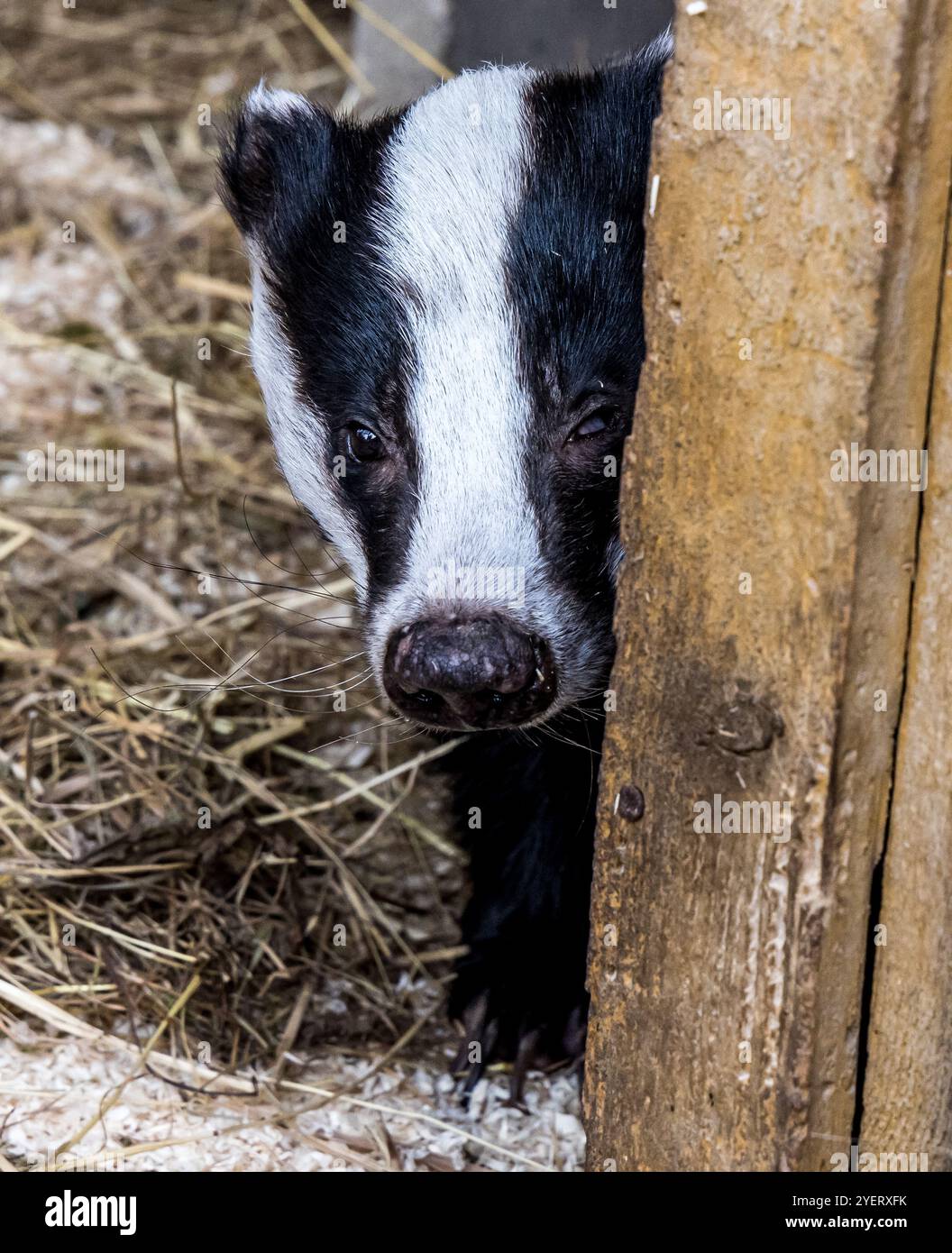 Trebusin, Czech Republic. 30th Oct, 2024. Falco rescue station takes ...