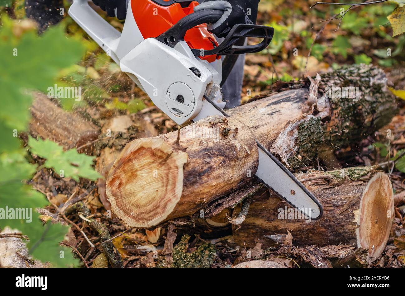 Sharp chainsaw cuts sawn logs in forest with fallen leaves. Harvesting ...