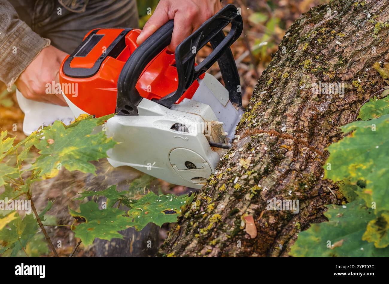Sharp chainsaw cuts sawn logs in forest with fallen leaves. Harvesting ...