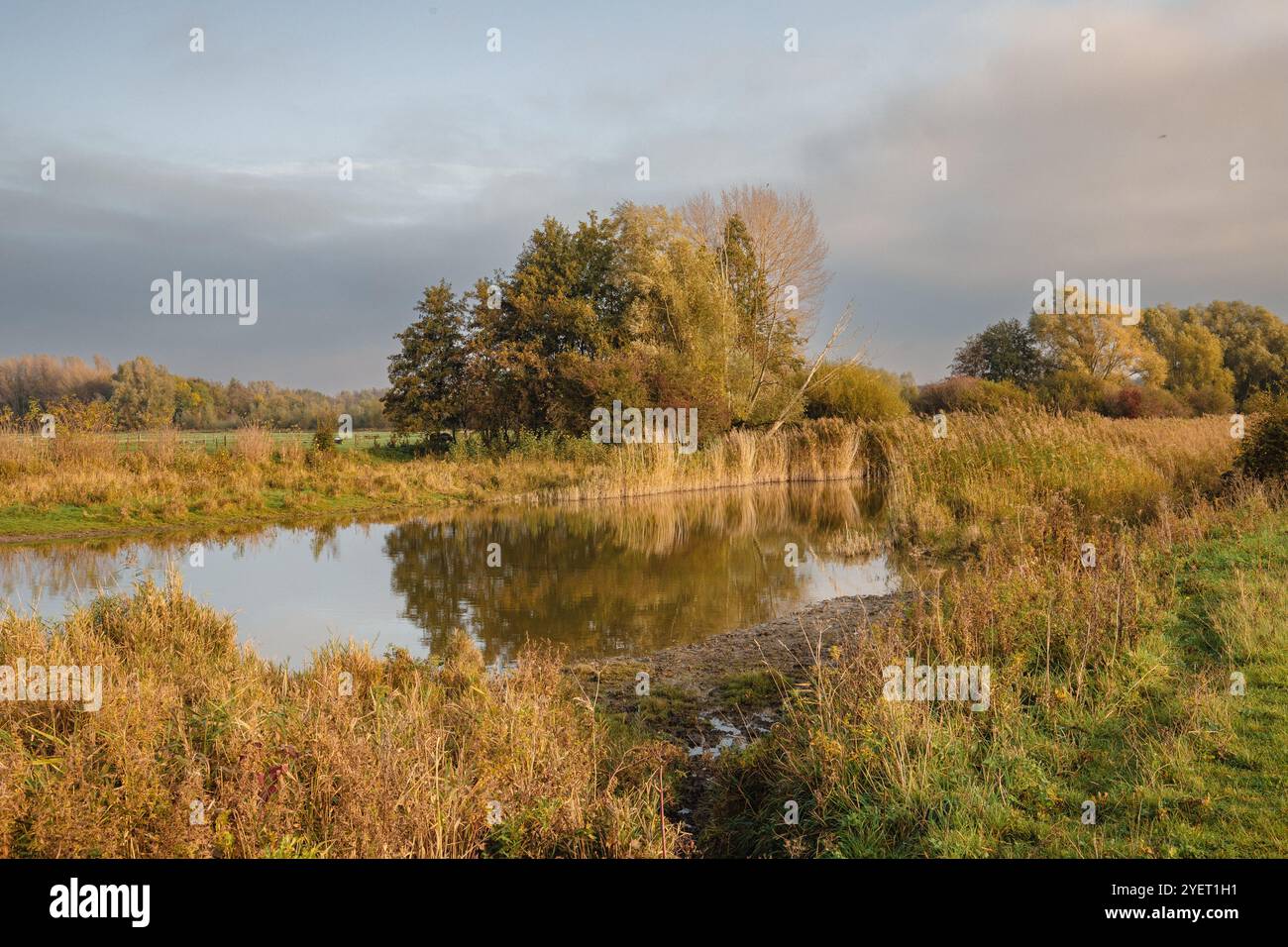 Landscape Schinkelbos during sunrise and is part of the Amsterdamse Bos ...