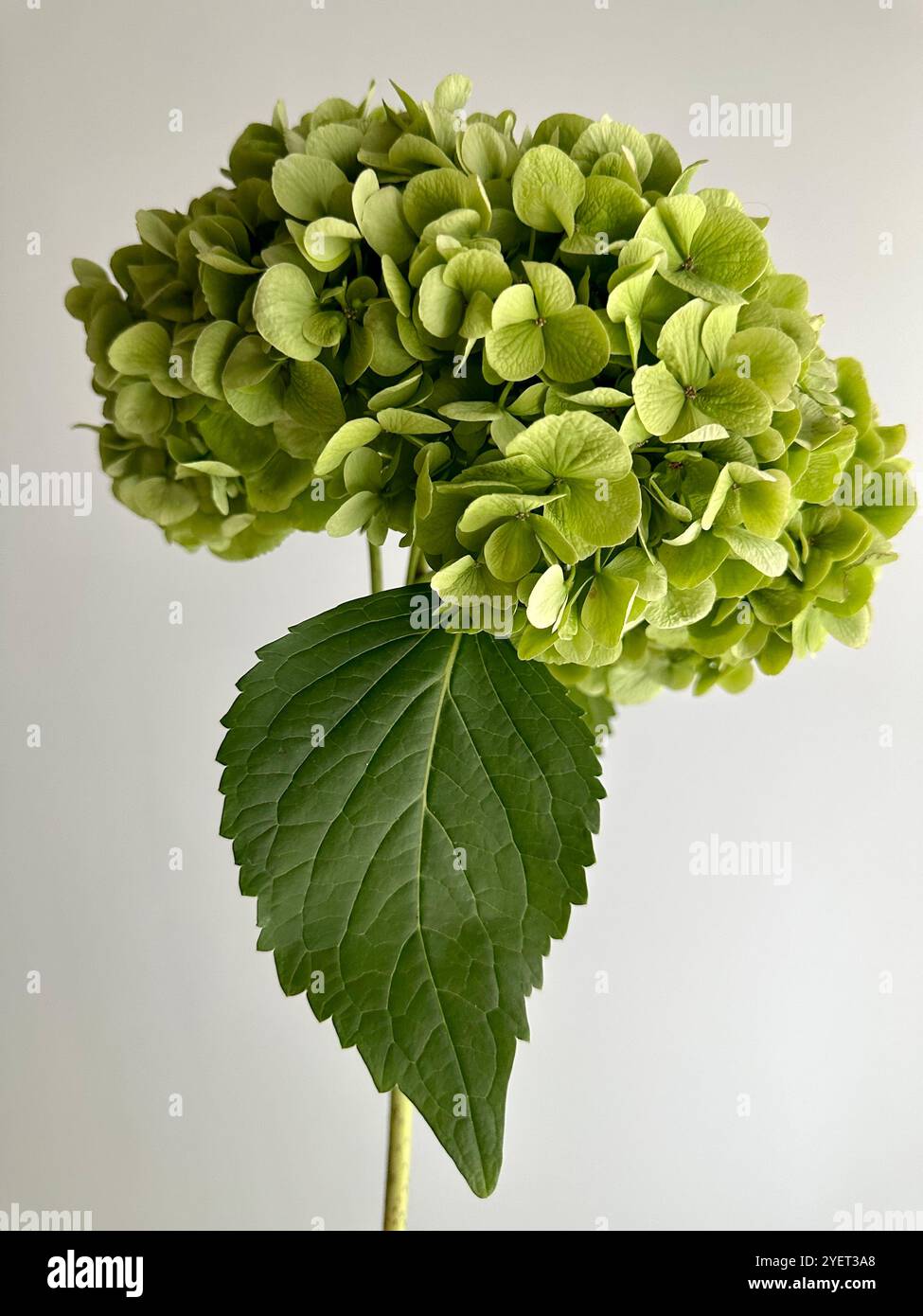 Green hydrangea flower hi-res stock photography and images - Alamy