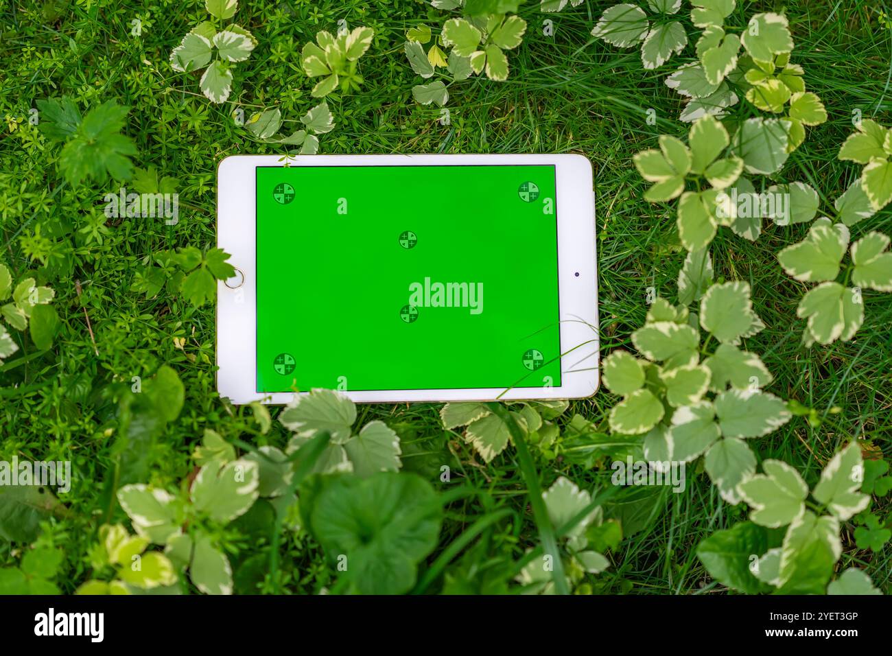 Chroma key display against a background of greenery and meadow grass ...