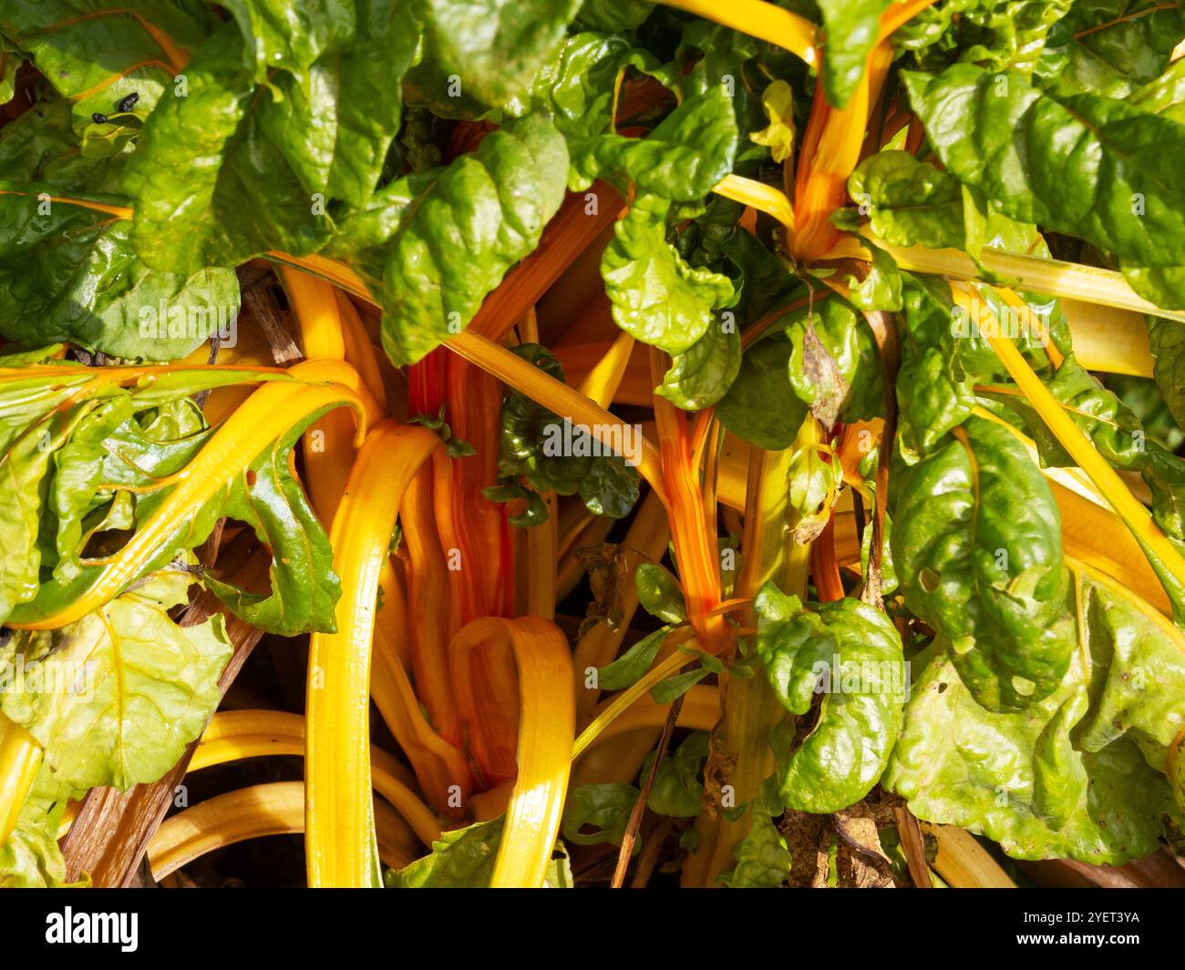 Chard growing in the vegetable garden in the grounds of Kingston Lacy ...