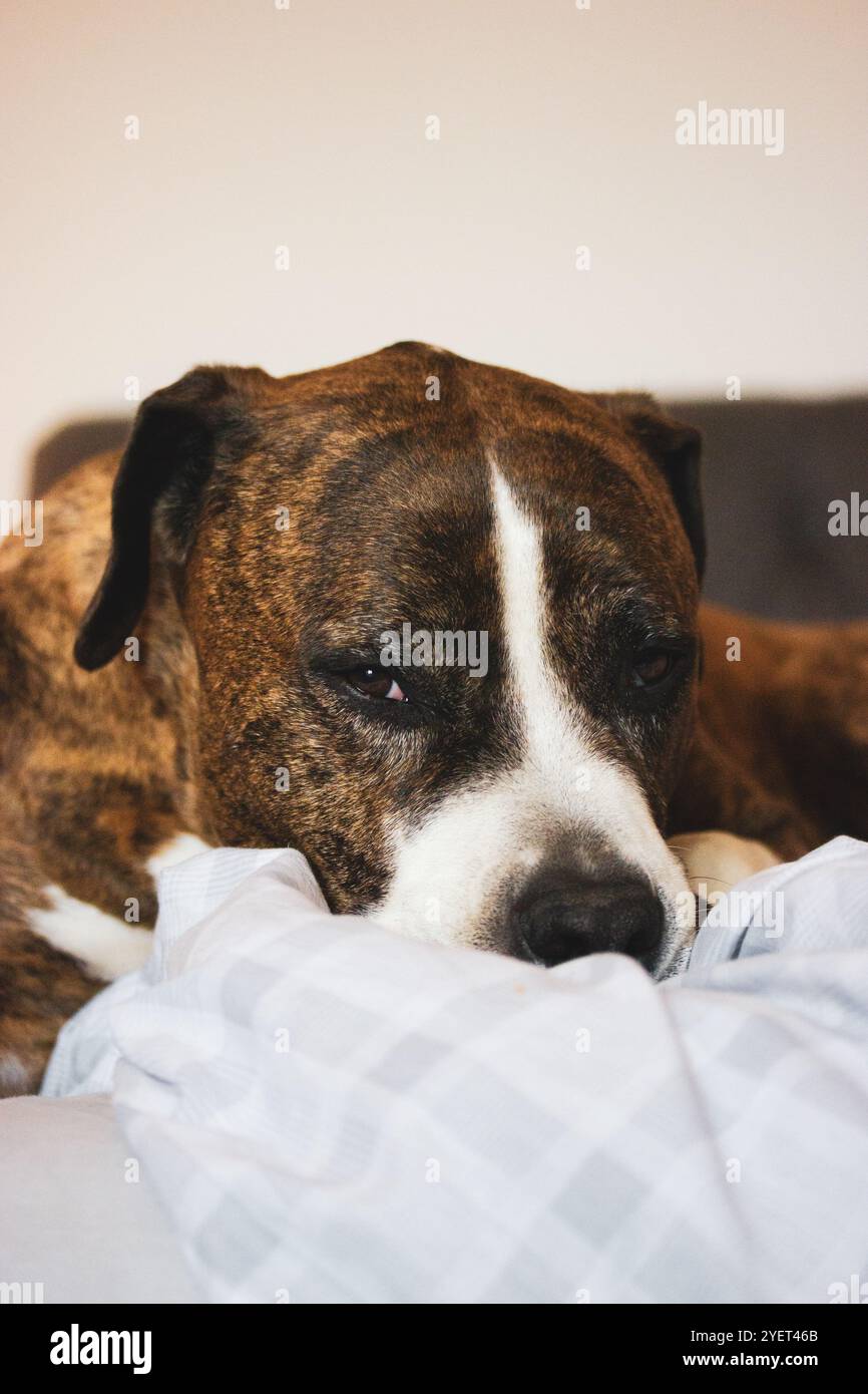 German boxer dog resting in a bed in the morning. Dog's muzzle with sad ...