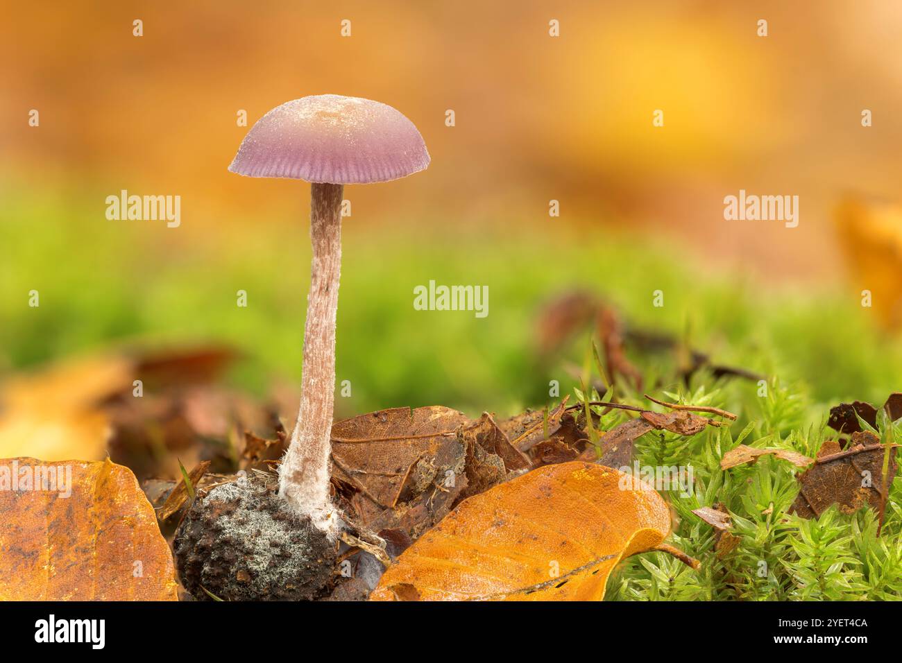 Fungal mycelium hyphae tree hi-res stock photography and images - Alamy