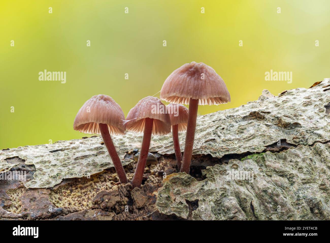 Fungi species, Felbrigg, Norfolk, United Kingdom, 30 October 2024 Stock ...