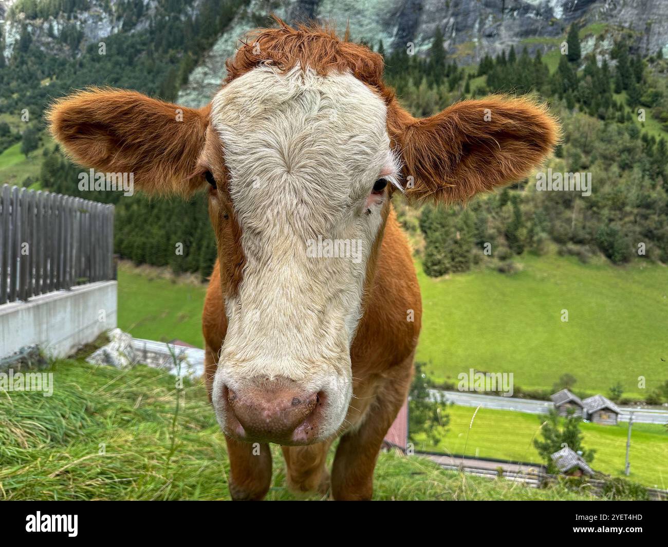 A calf on a steep alpine meadow looks directly and curiously into the ...