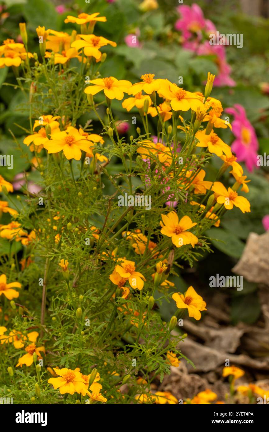 Natural close up flowering plant portrait of Marigold 'Golden Gem ...