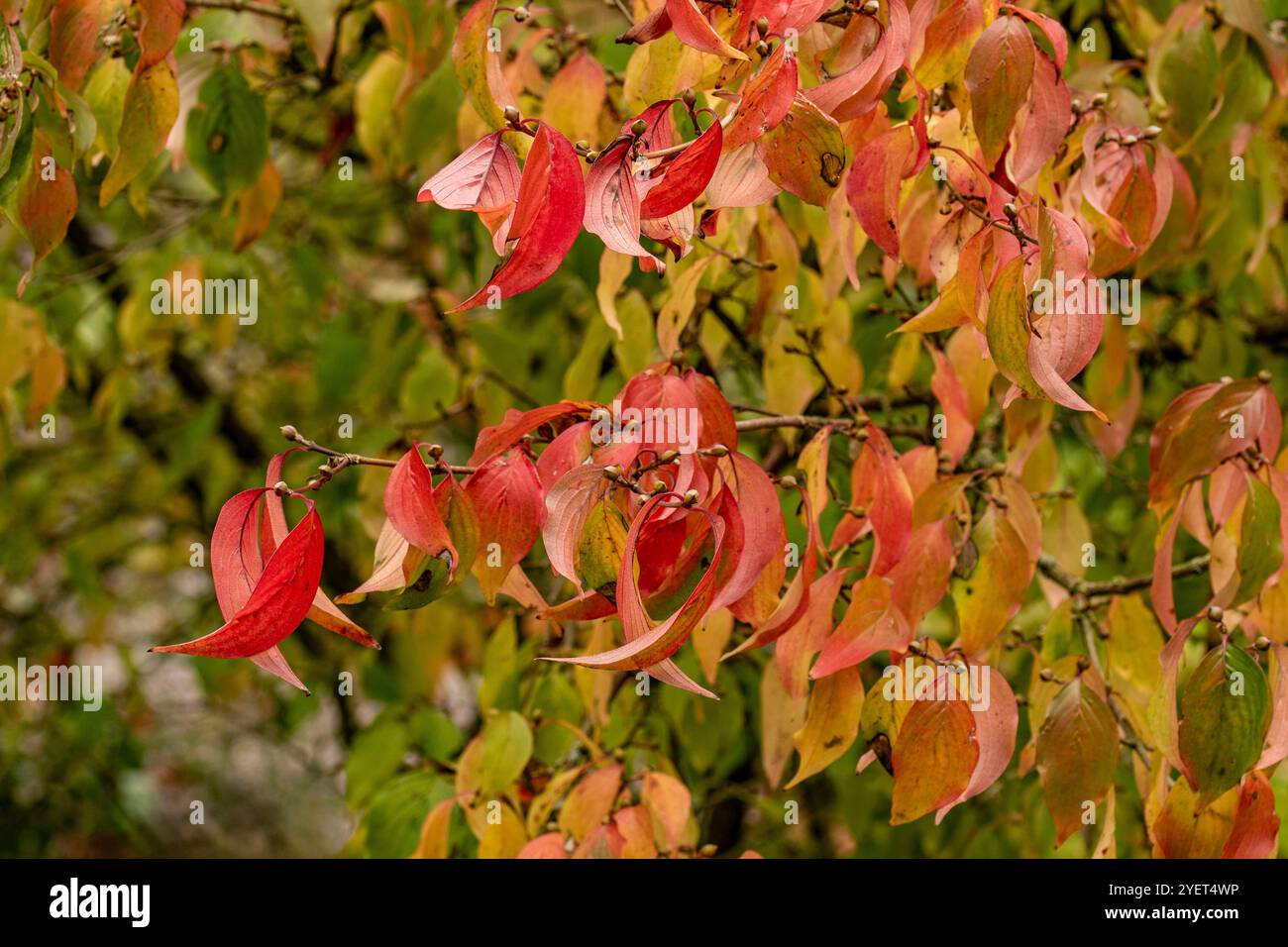 Showy Cornus officinalis, Japanese cornelian cherry, Japanese cornel ...