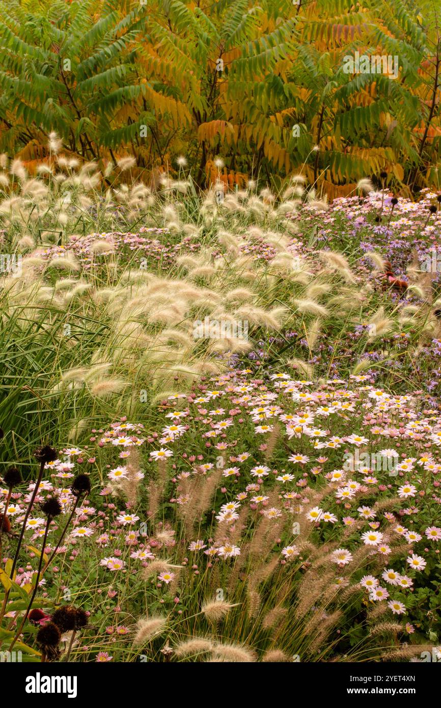 Intimate flower border image featuring Pennisetum Villosum. enjoyment ...