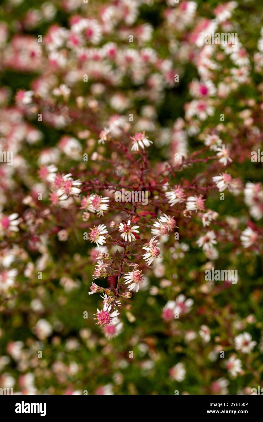 Prolific Symphyotrichum lateriflorum 'Lady in Black’, Aster ...