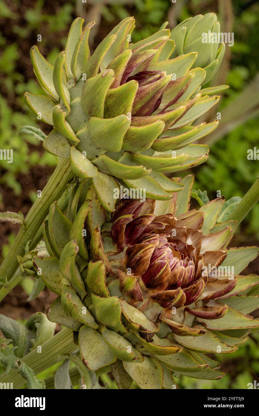 Natural close up, showing patterns and texture, of Globe Artichoke ...