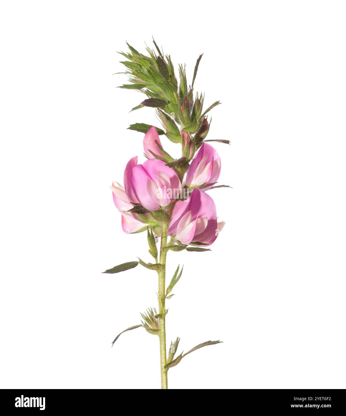 Sprig of Ononis Arvensis with pink flowers isolated on white background ...