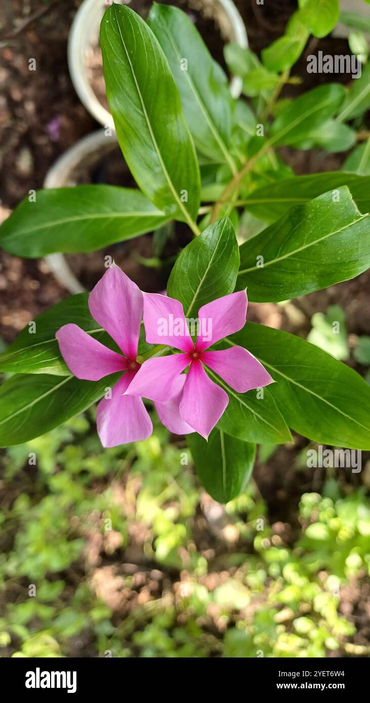 Close-up view of pink madagascar periwinkle. Scientific name is ...