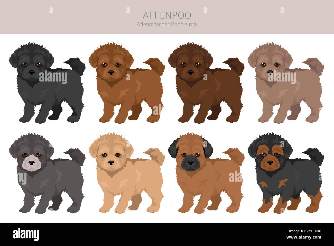 Affenpoo clipart. Affenpinscher Poodle mix. Different coat colors set ...