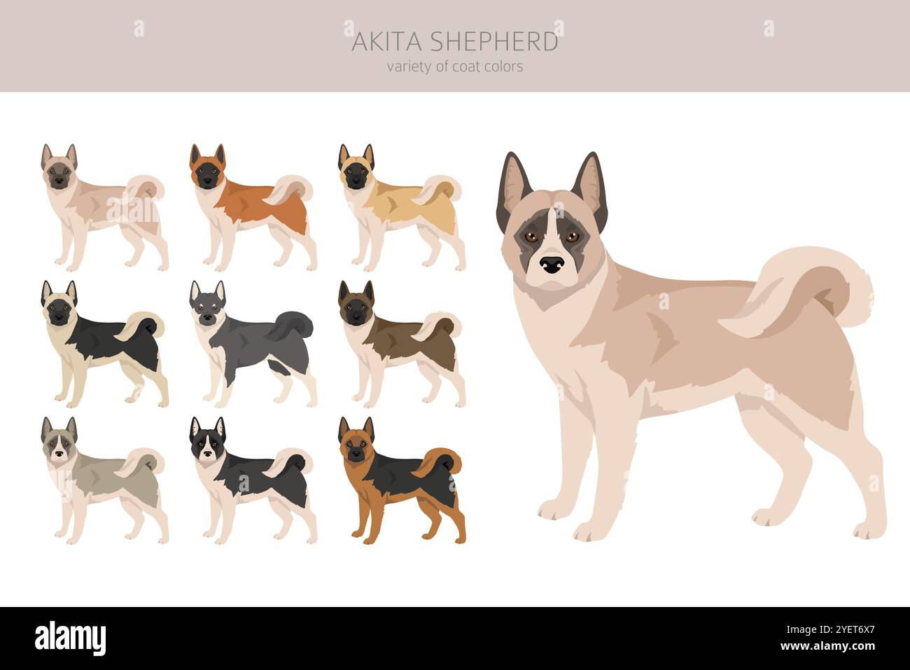 Akita Shepherd clipart. Akita Inu German Shepherd mix. Different coat ...