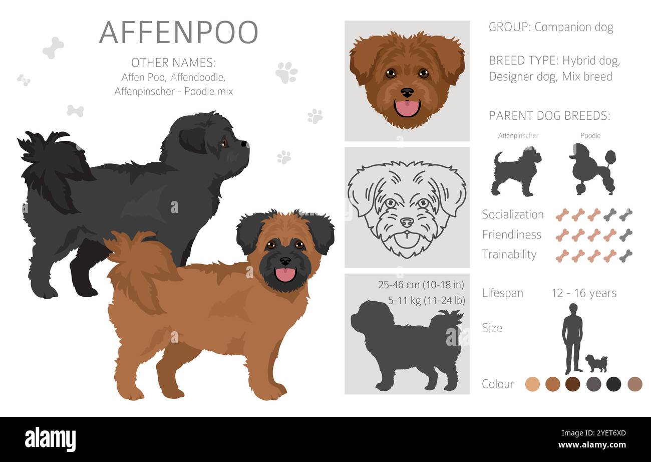 Affenpoo clipart. Affenpinscher Poodle mix. Different coat colors set ...